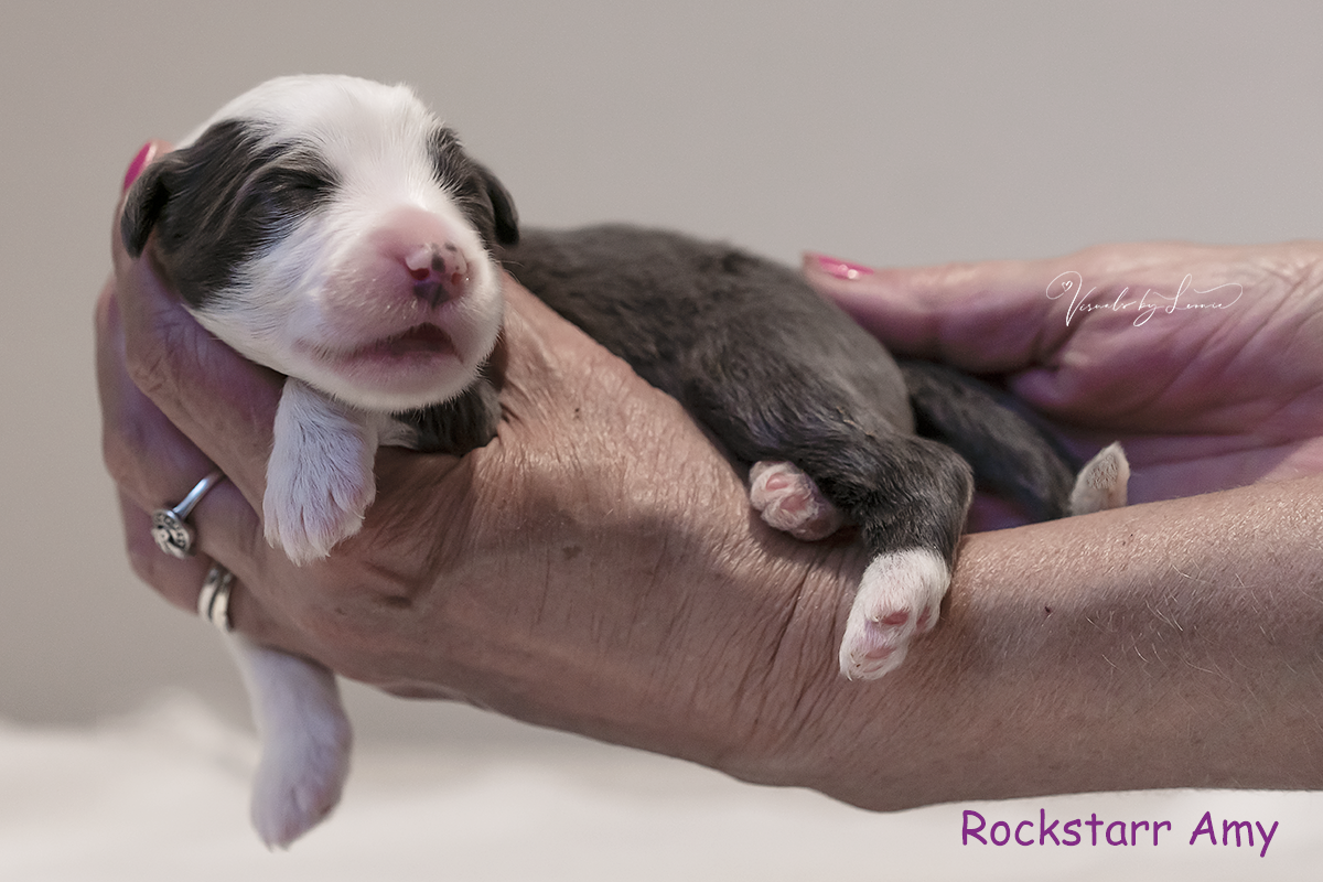 Bearded Collie en Coton de Tulear - Pups geboren Teun en Ozzy 6 Oktober ...