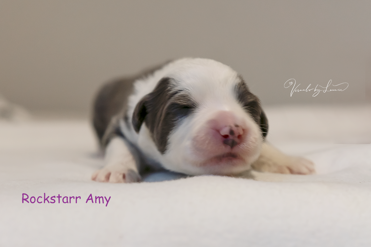 Bearded Collie en Coton de Tulear - Pups geboren Teun en Ozzy 6 Oktober ...