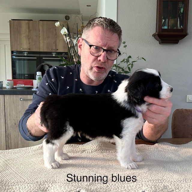 Bearded Collie en Coton de Tulear - bearded pups geboren 10 febr 2023